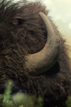 ‎Phainesthai (2018) directed by Cyan Meeks • Film + cast • Letterboxd