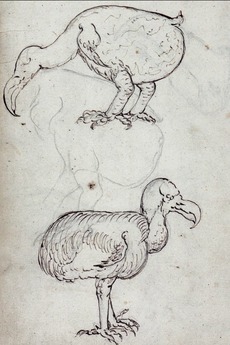 ‎Dead as a Dodo (2022) directed by Leena Habiballa • Reviews, film ...