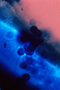 ‎Don't Look Directly into the Sun (2010) directed by Kathleen Rugh ...