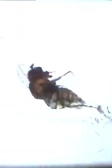 ‎Fruit Flies (2010) directed by Christine Lucy Latimer • Reviews, film ...