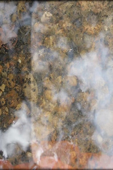 ‎For Bruce (2022) directed by Apichatpong Weerasethakul • Reviews, film ...