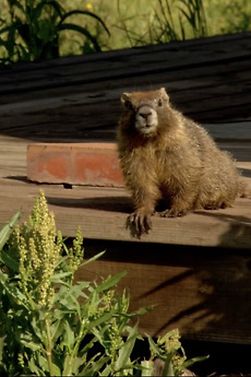 ‎The Study Of Groundhogs: A Real Life Look At Marmots (2008) • Reviews ...
