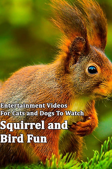 ‎Squirrel and Bird Fun (2014) directed by Paul Dinning • Reviews, film ...