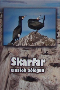‎Skarfar (2010) directed by Páll Steingrímsson • Film + cast • Letterboxd