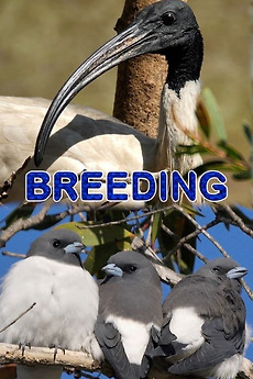 ‎Breeding (2021) directed by Carlo Ferraro • Film + cast • Letterboxd