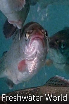 ‎Freshwater World (1974) directed by Giles Walker • Film + cast ...