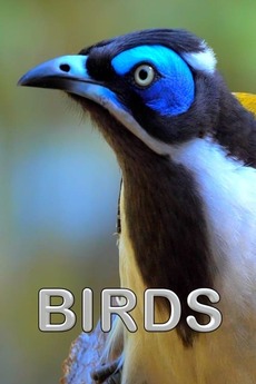 ‎Birds (2021) directed by Carlo Ferraro • Film + cast • Letterboxd