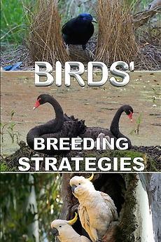 ‎Birds' Breeding Strategies (2022) directed by Carlo Ferraro • Film ...