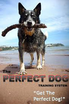 ‎The Perfect Dog - Disc 2 • Film + cast • Letterboxd