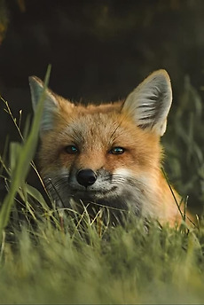 ‎The Fox (1964) directed by Branko Marjanović • Film + cast • Letterboxd