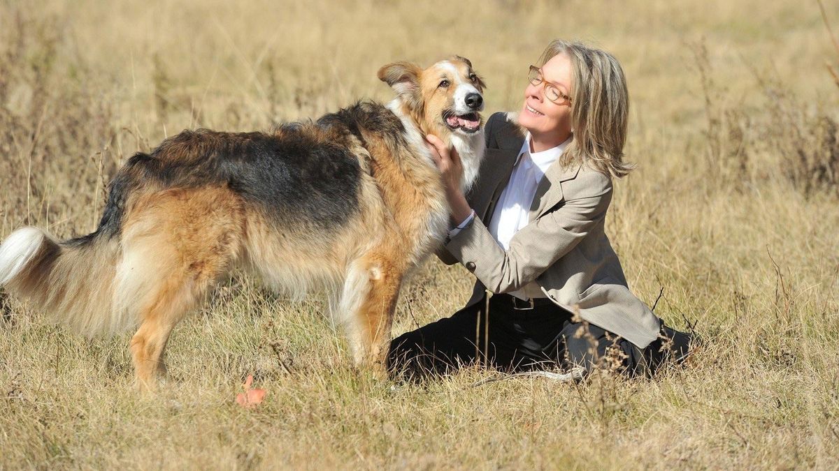 ‎Darling Companion (2012) directed by Lawrence Kasdan • Reviews, film ...