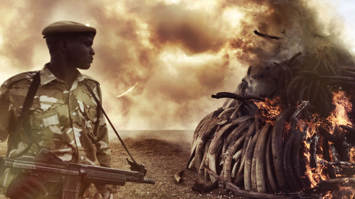 ‎The Ivory Game (2016) directed by Richard Ladkani, Kief Davidson ...