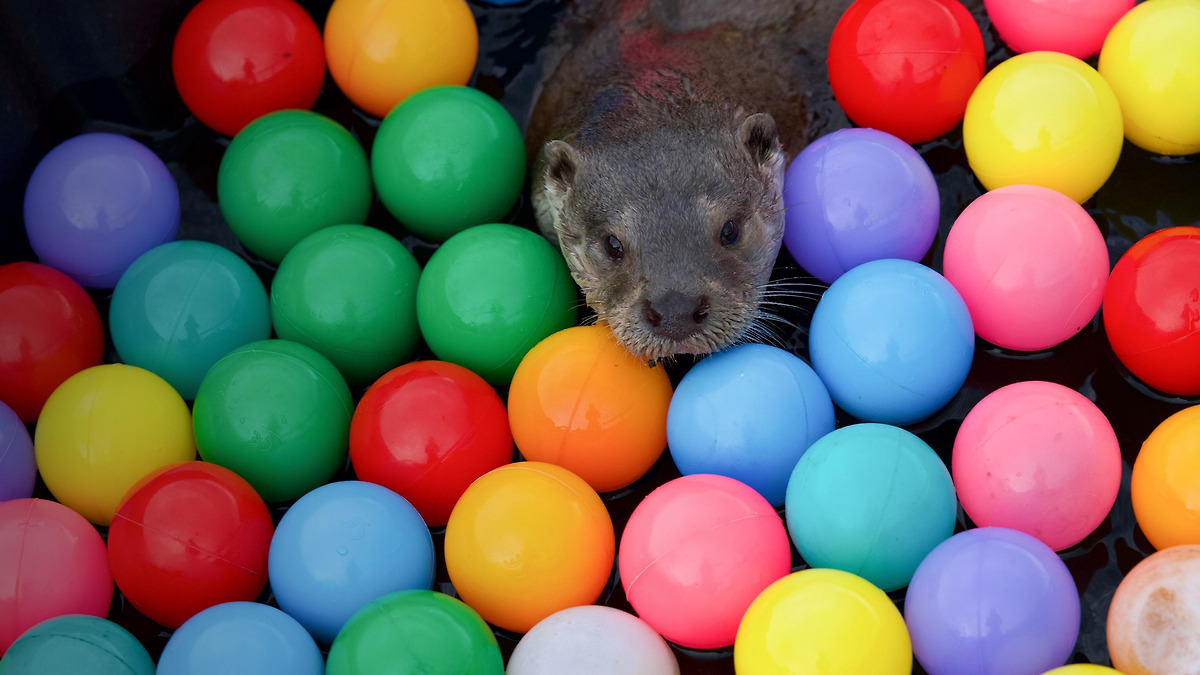 ‎Billy & Molly: An Otter Love Story (2024) directed by Charlie Hamilton James • Reviews, film ...
