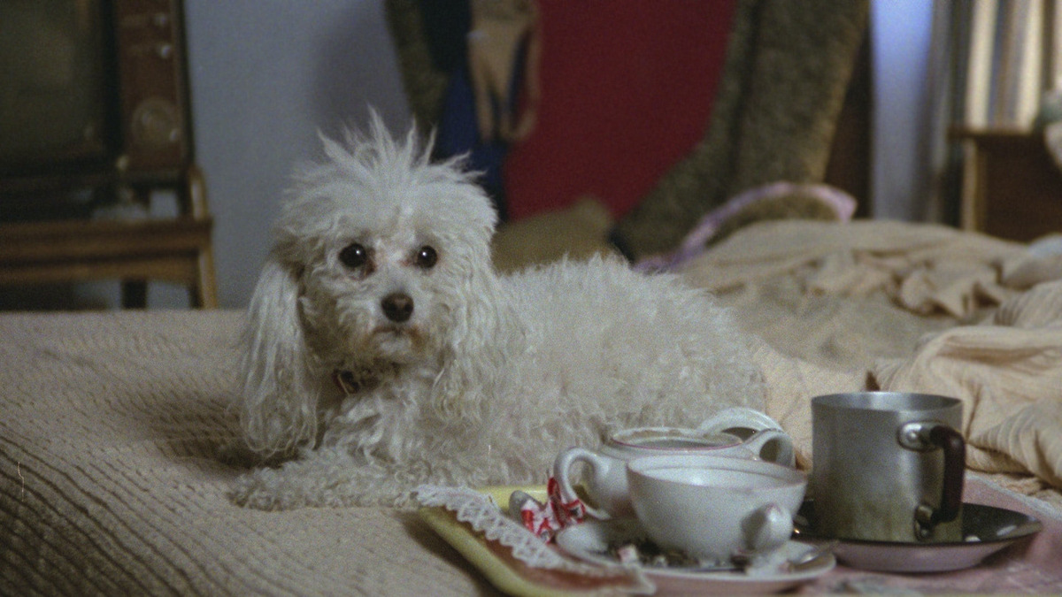 Poodle’ review by MaxRenn82 • Letterboxd