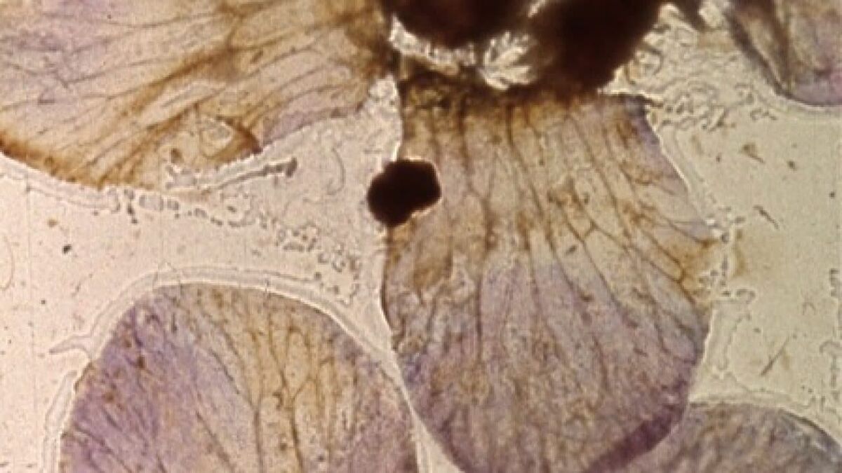 Mothlight’ review by Fabiana • Letterboxd