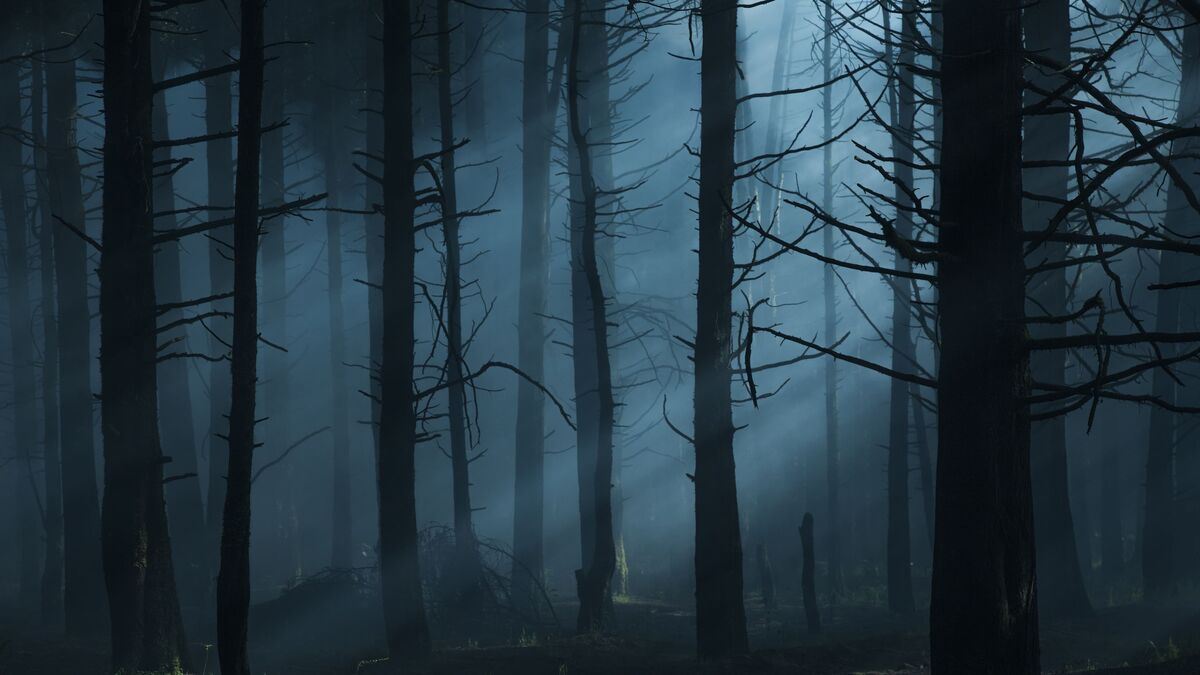 ‎Feral (2018) directed by Andrés Kaiser • Reviews, film + cast • Letterboxd