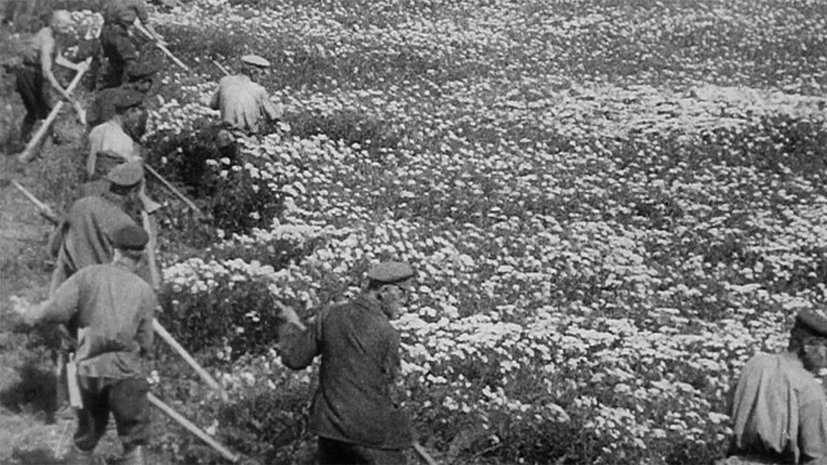 ‎The General Line (1929) directed by Sergei Eisenstein, Grigori ...