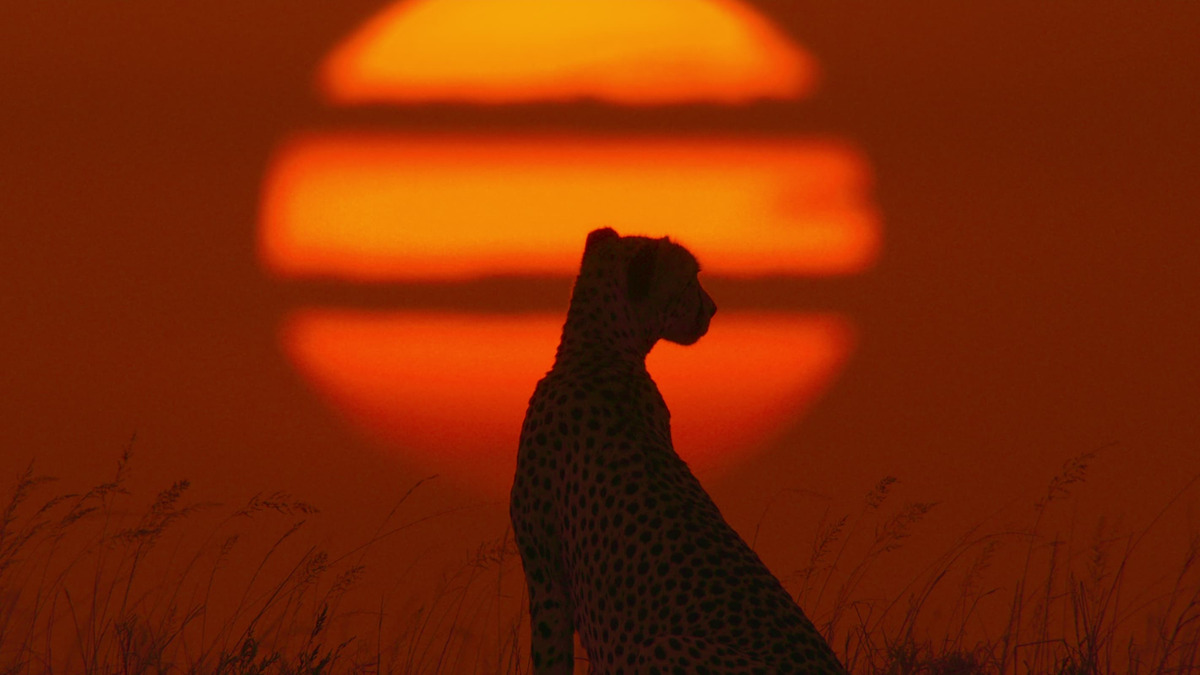 ‎Our Universe (2022) directed by Alice Jones, Stephen Cooter et al ...