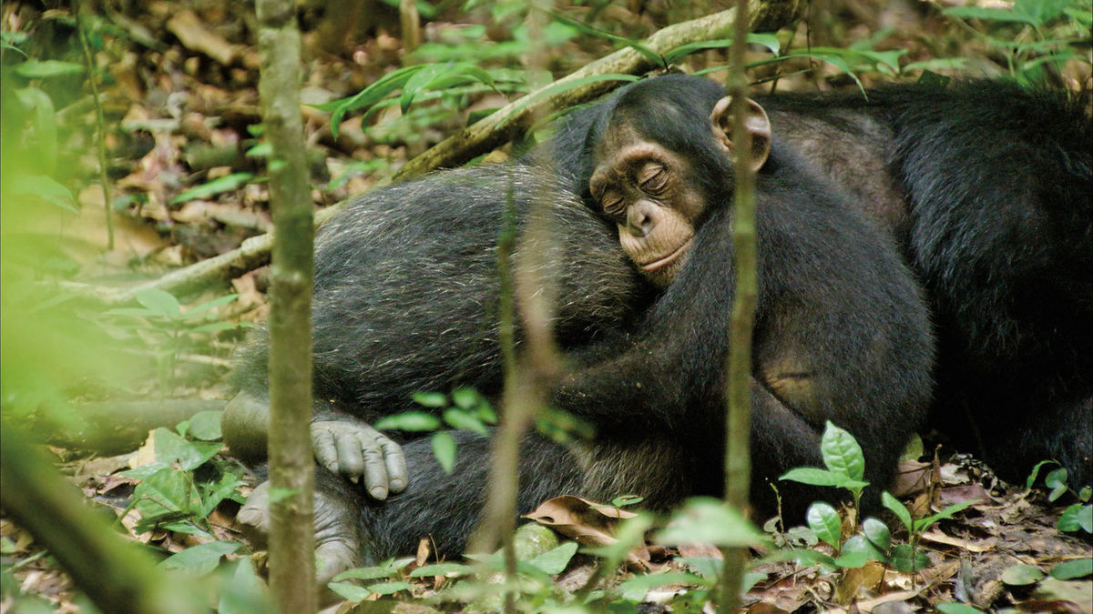 ‎Chimpanzee (2012) directed by Alastair Fothergill, Mark Linfield ...