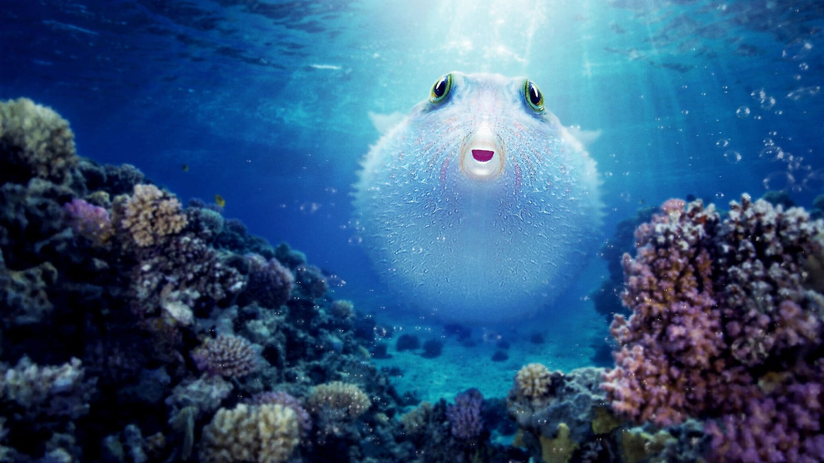 ‎Puff: Wonders of the Reef (2021) directed by Nick Robinson • Reviews ...