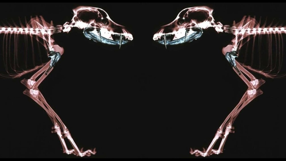 ‎Rottweiler (2004) directed by Brian Yuzna • Reviews, film + cast ...