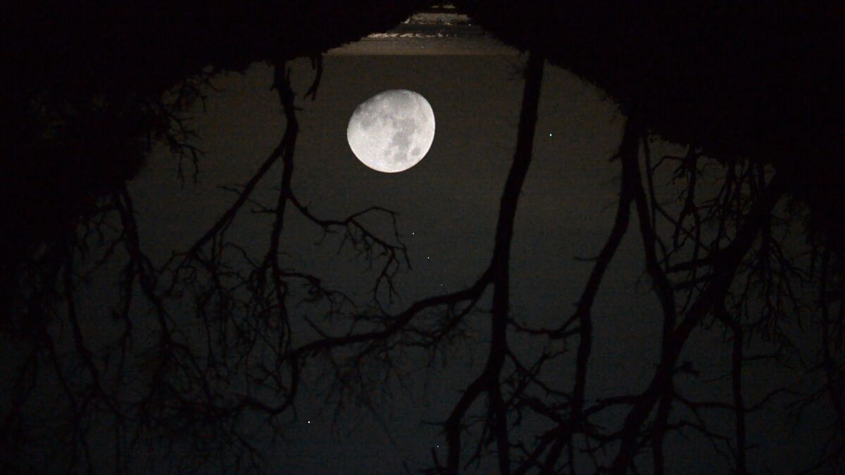 ‎The Garden by the Sea (2022) directed by Samuel Starck Sjøen • Reviews ...