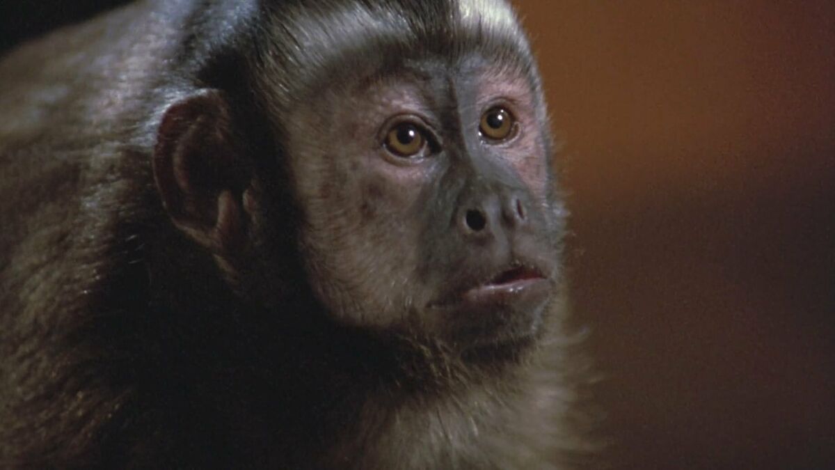 ‎Monkey Shines (1988) directed by George A. Romero • Reviews, film ...