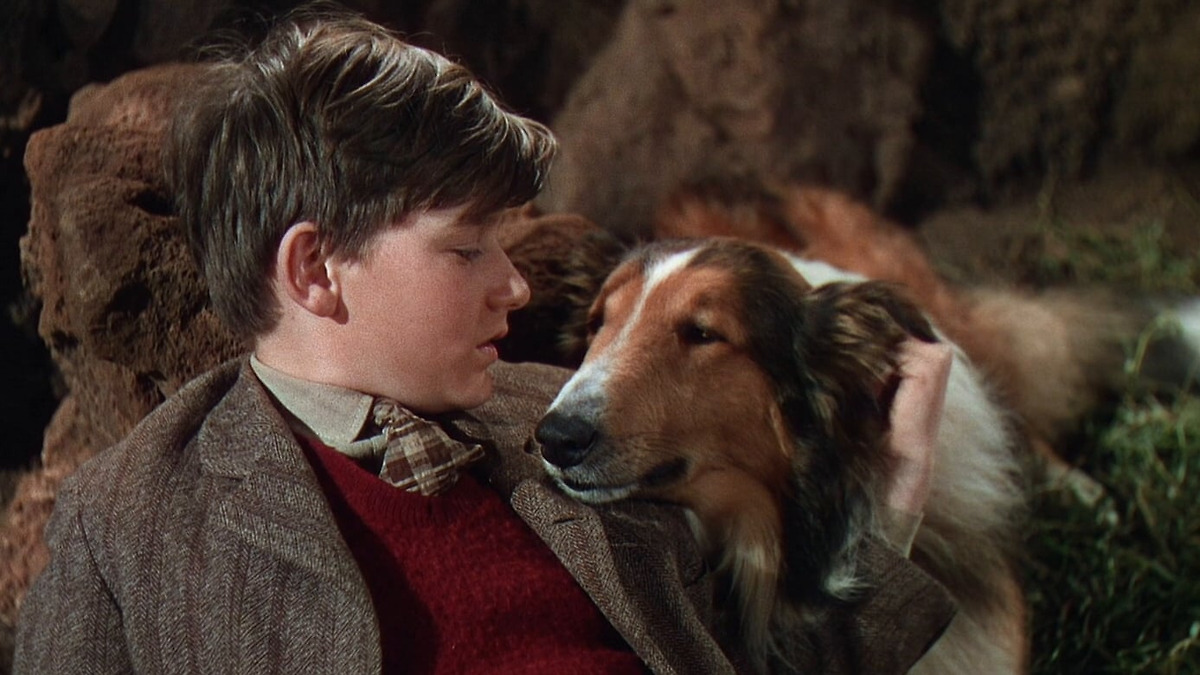 ‎Lassie , a list of films by Thomas 💾 • Letterboxd