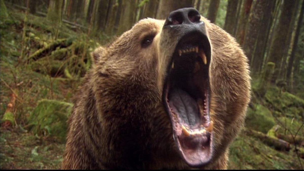 ‎Courage (2009) directed by George Erschbamer • Reviews, film + cast ...