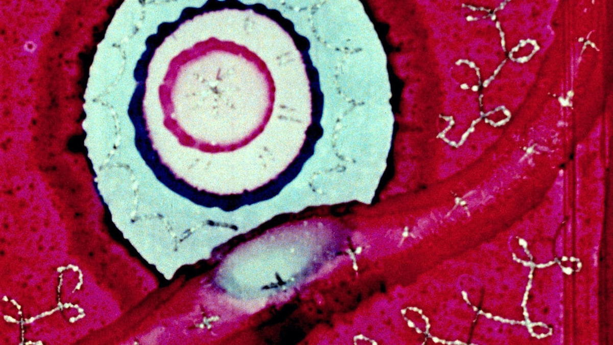 ‎Begone Dull Care (1949) directed by Norman McLaren, Evelyn Lambart • Reviews, film + cast ...