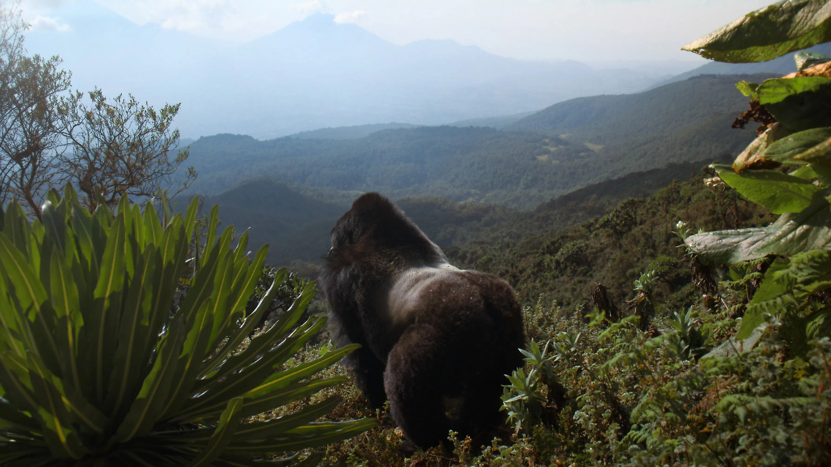 ‎A Gorilla Story: Told by David Attenborough (2026) directed by James ...