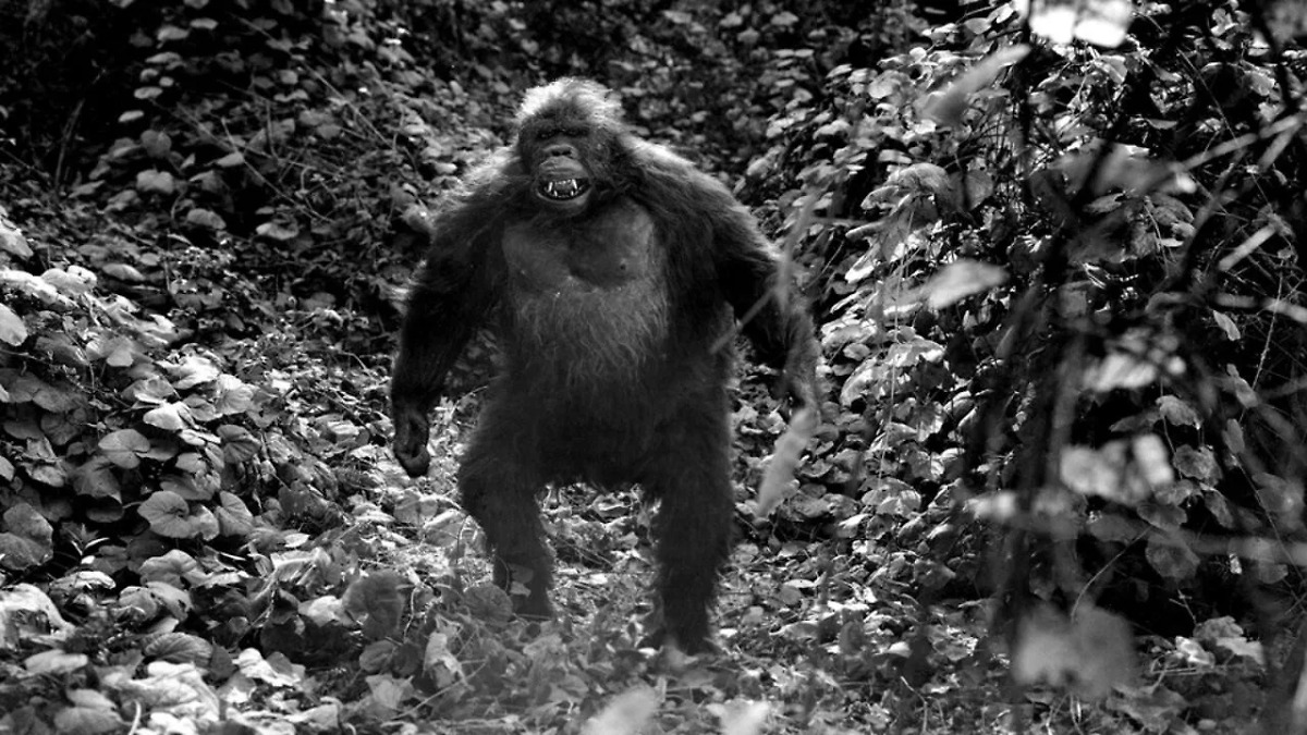 ‎Ingagi (1930) directed by William Campbell • Reviews, film + cast ...