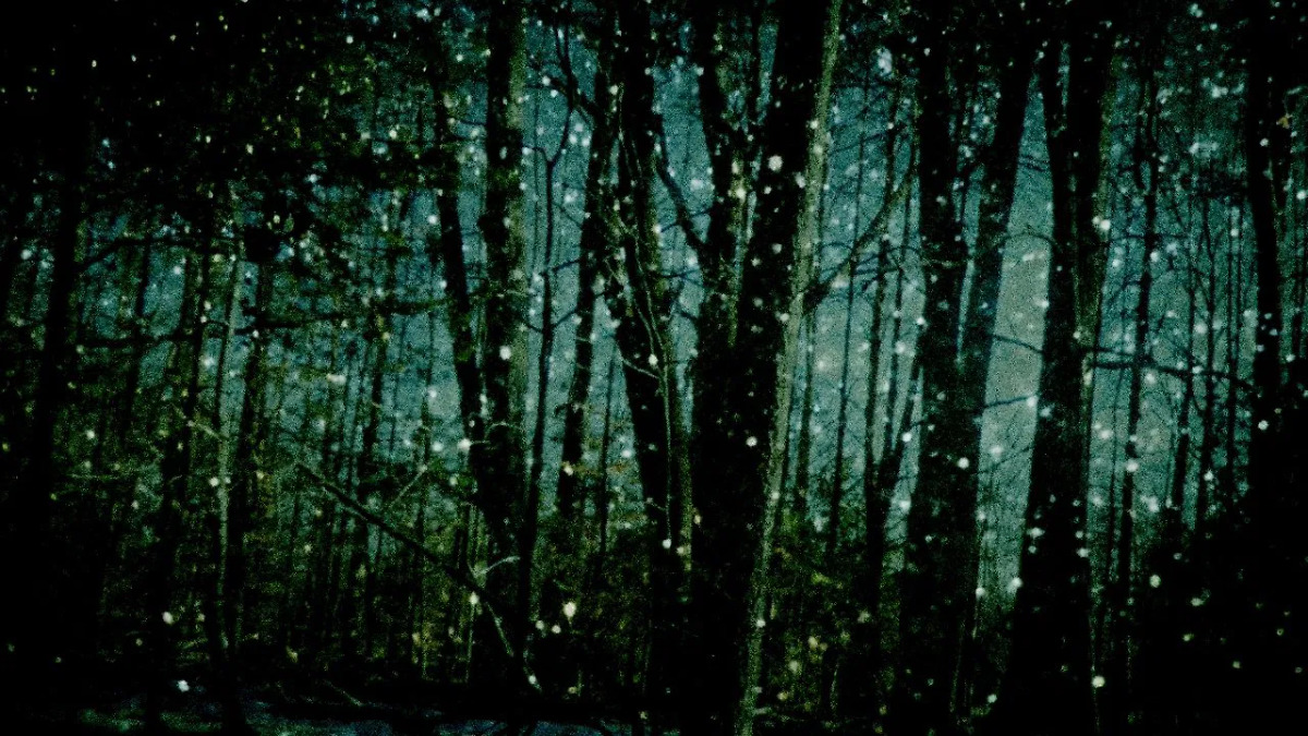‎Falling Star (2025) directed by Horatio Perry • Reviews, film + cast ...