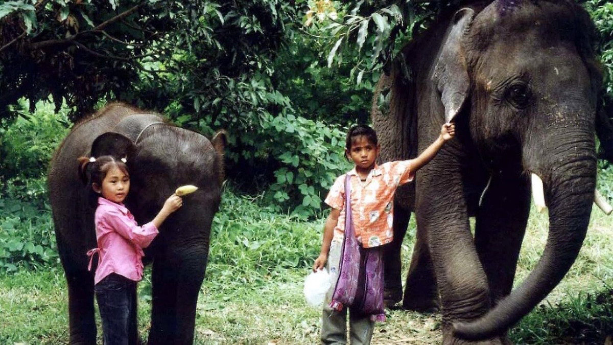 ‎The Elephant Boy (2003) directed by Bin Bunluerit • Reviews, film ...