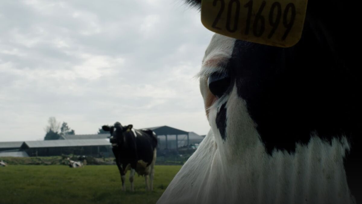 ‎Cow (2021) directed by Andrea Arnold • Reviews, film + cast • Letterboxd