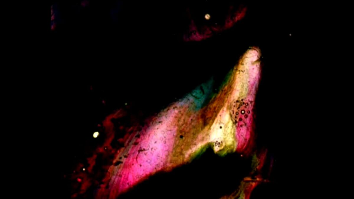 ‎Stellar (1993) directed by Stan Brakhage • Reviews, film + cast ...