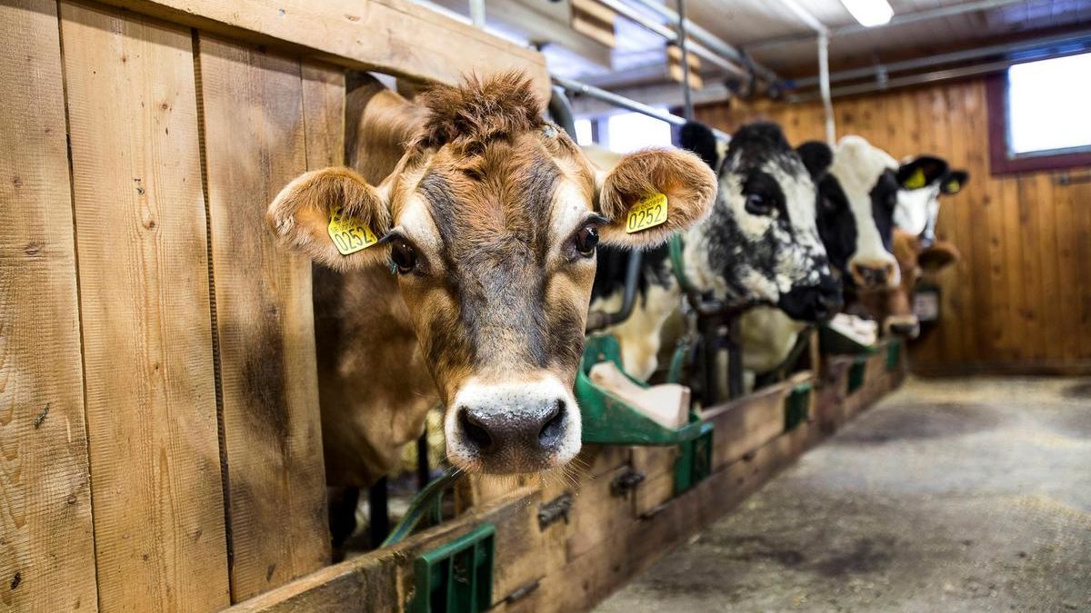 ‎Earthlings (2005) directed by Shaun Monson • Reviews, film + cast ...