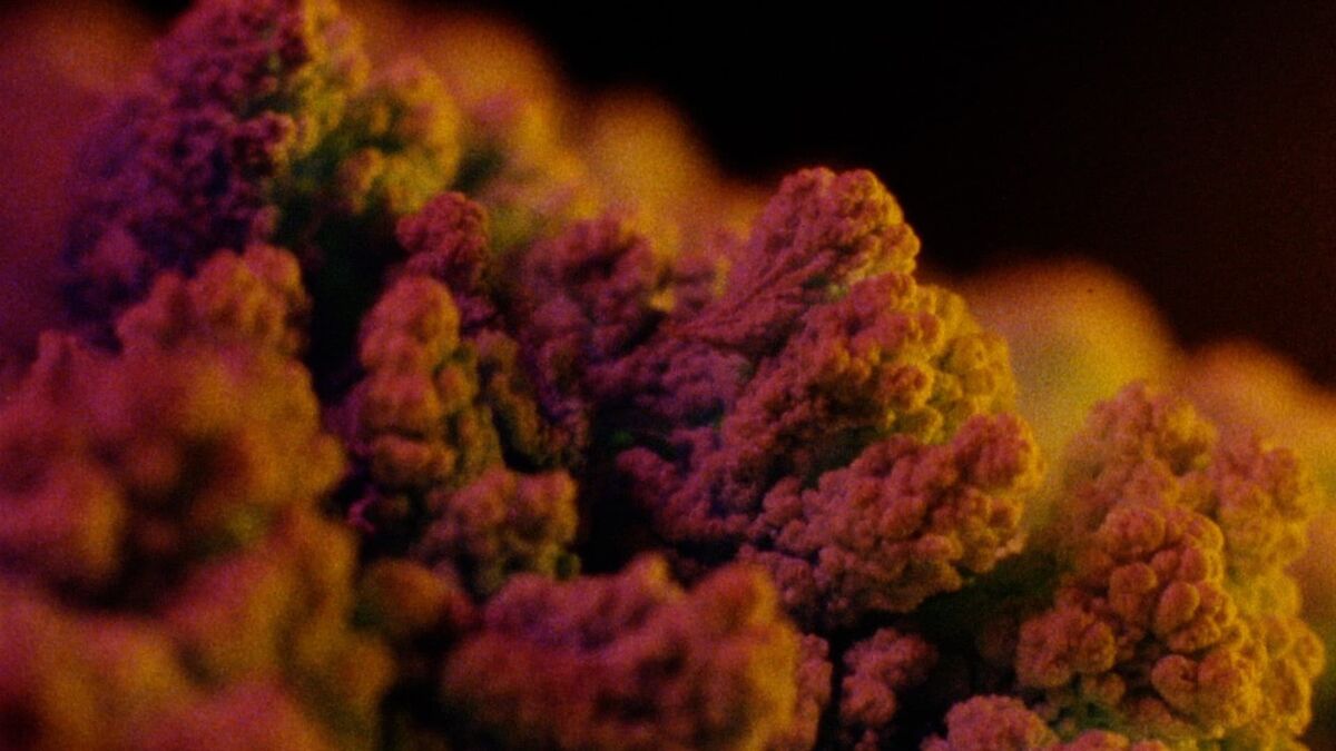 ‎Instant Life (2022) directed by Anja Dornieden, Juan David González ...