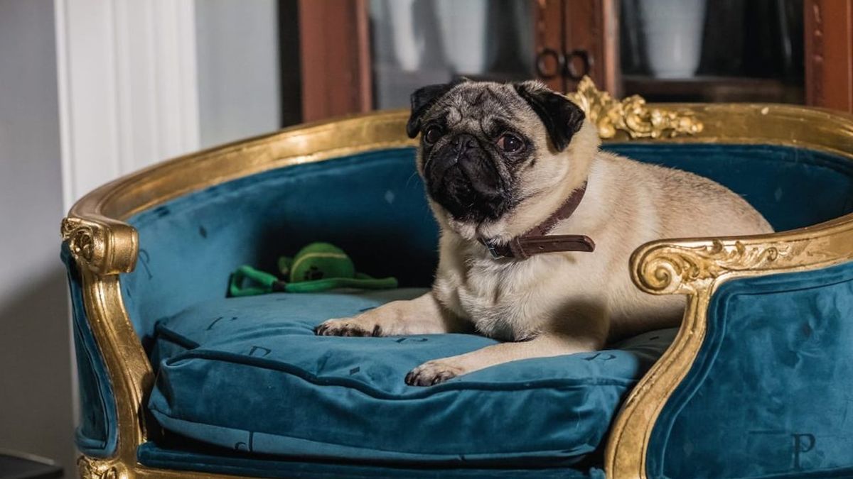 ‎Patrick (2018) directed by Mandie Fletcher • Reviews, film + cast ...