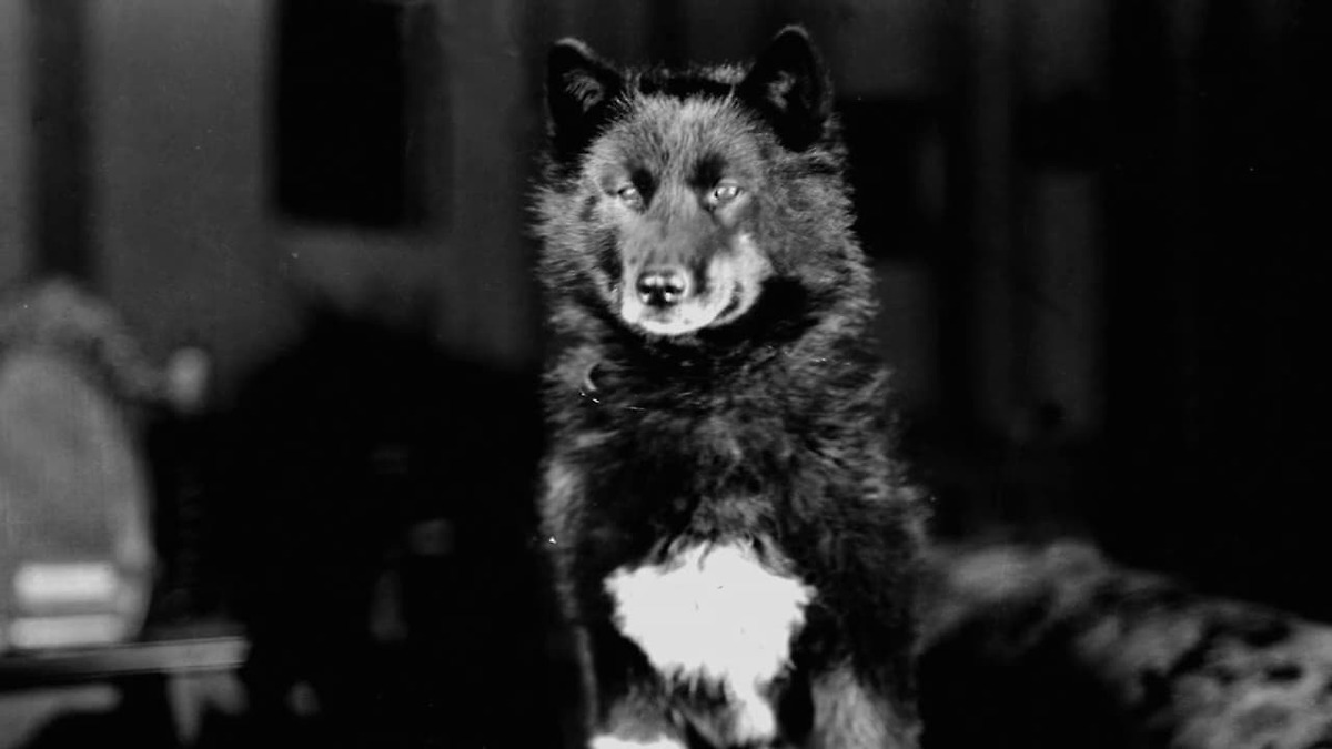 ‎Balto - The Hero From Alaska (2011) directed by Per Kristian Olsen ...