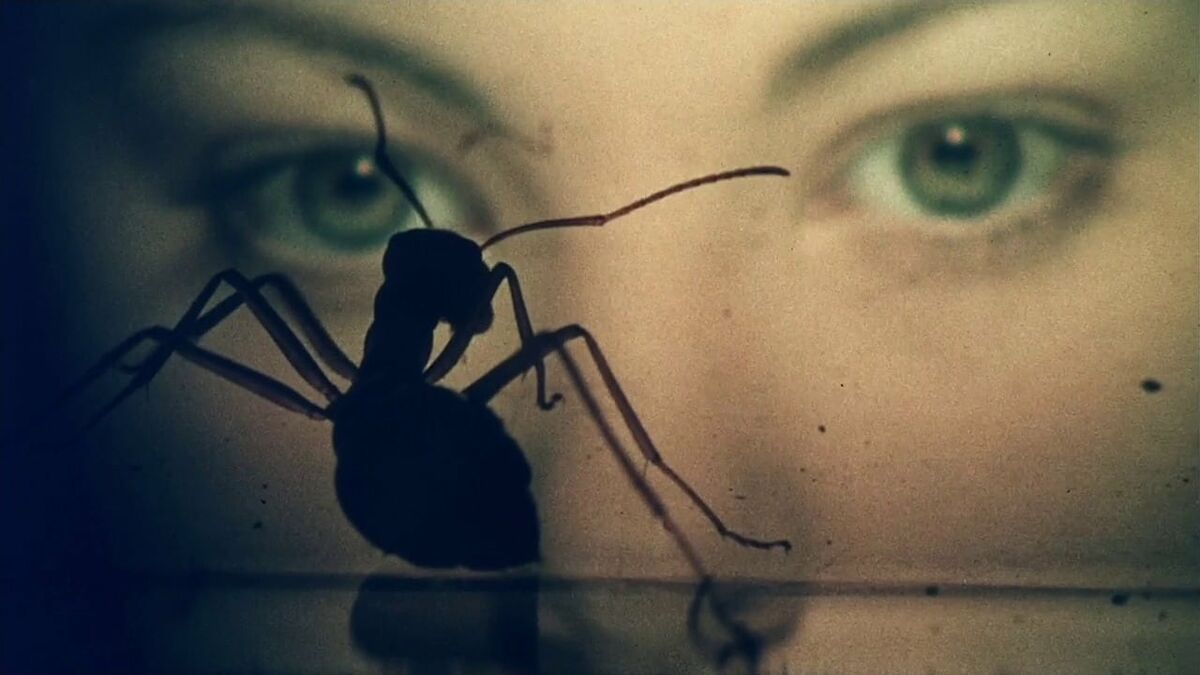 ‎Phase IV (1974) directed by Saul Bass • Reviews, film + cast • Letterboxd