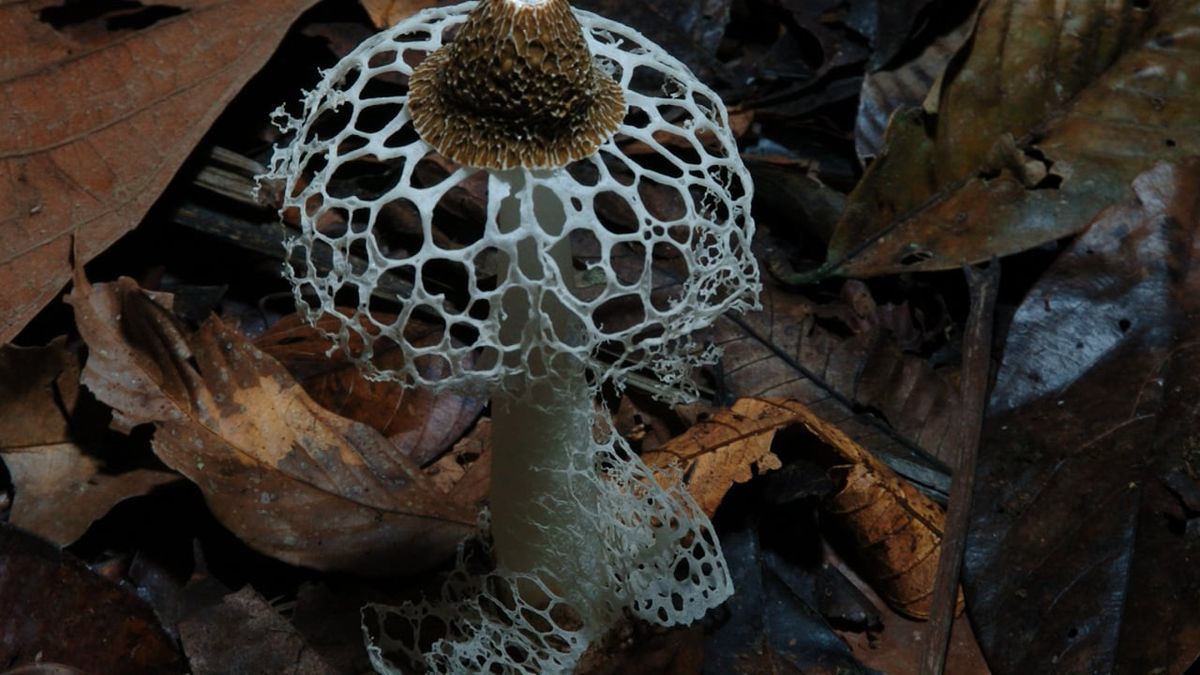 ‎Fantastic Fungi (2019) directed by Louie Schwartzberg • Reviews, film ...