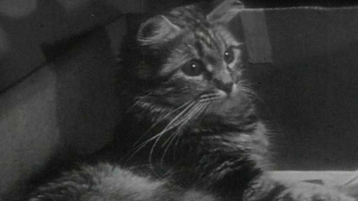 The Private Life of a Cat’ review by Dennis • Letterboxd