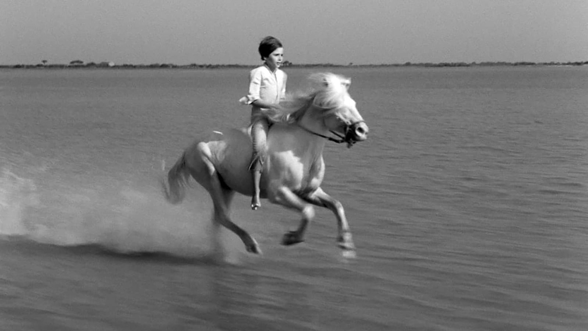 White Mane’ review by infero • Letterboxd