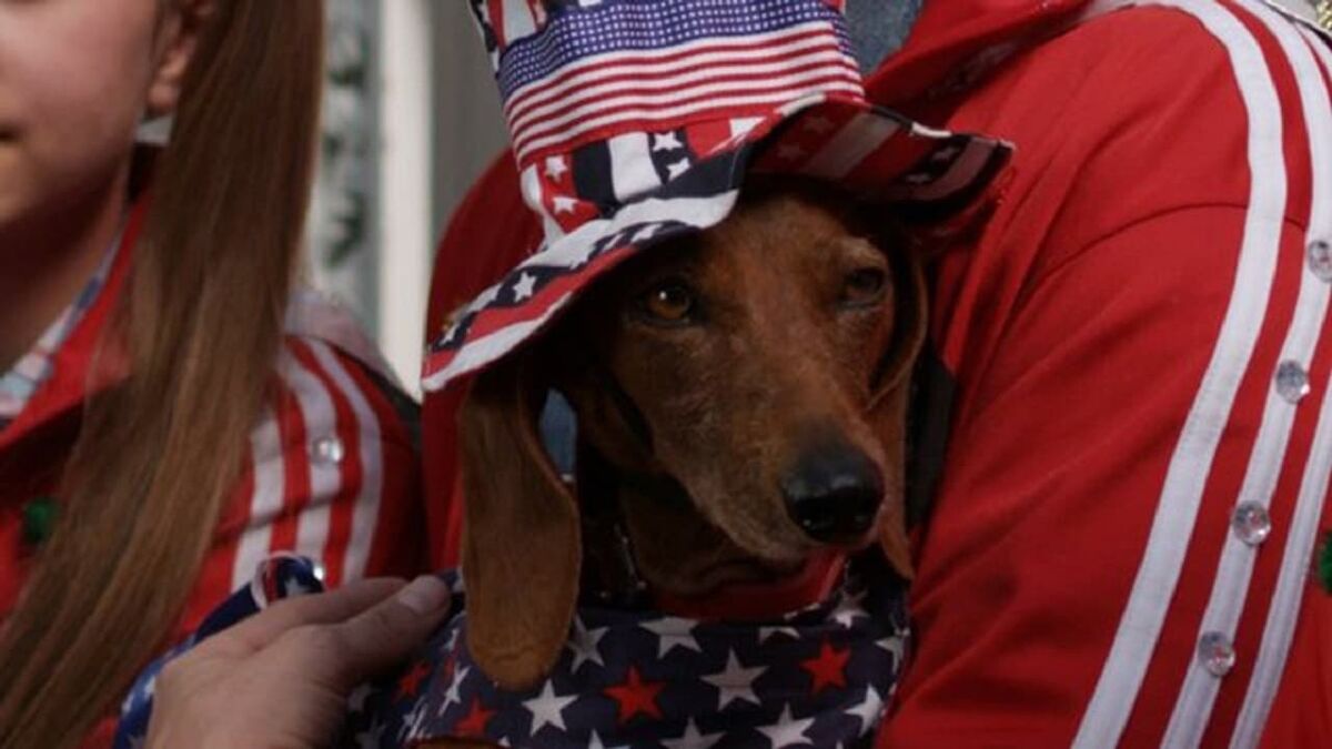 ‎Wiener Dog Internationals (2015) directed by Kevan Peterson • Reviews ...