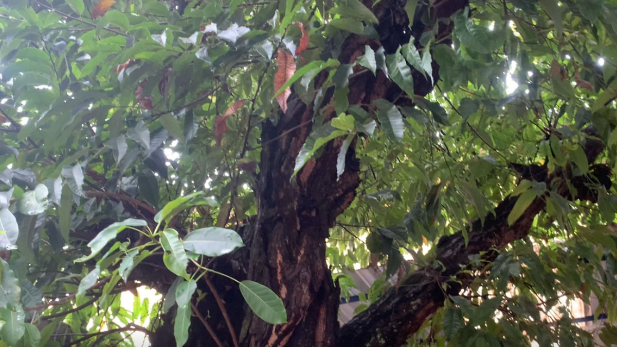 ‎Afago (2024) directed by Samuel Tenório • Reviews, film + cast ...